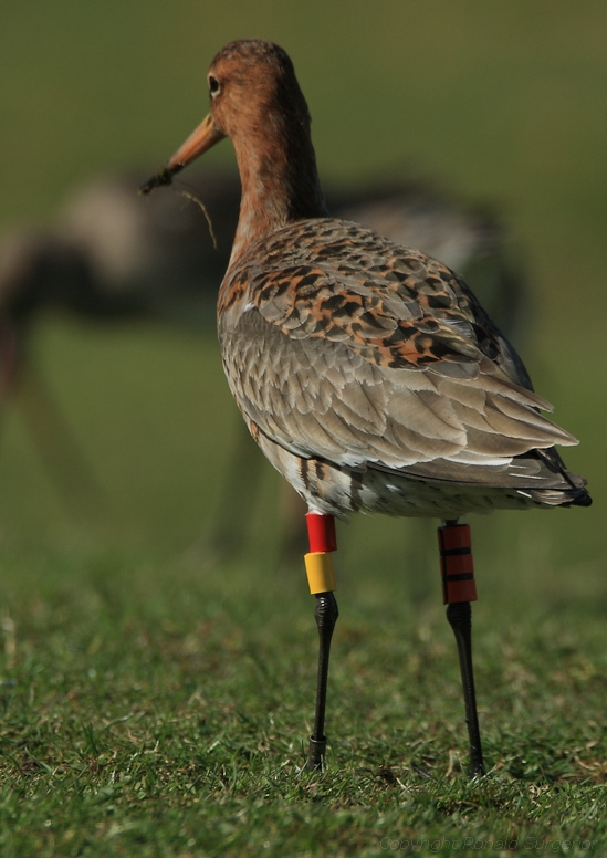 Northern Ireland Black-headed Gull Study: More colour-ringed Black ...